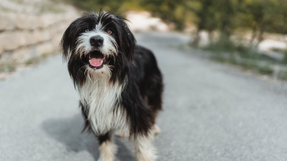 32 best dog breeds for cold climates | PetsRadar