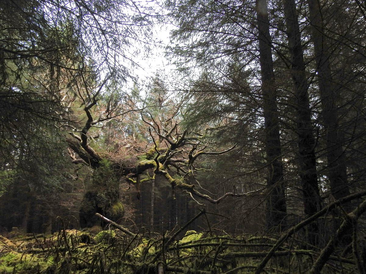 Vote for your tree of the year and help save our 'Living Legends ...