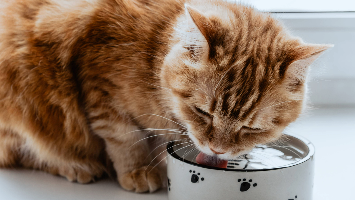 Cat not eating? A vet explains 11 things you need to check | PetsRadar