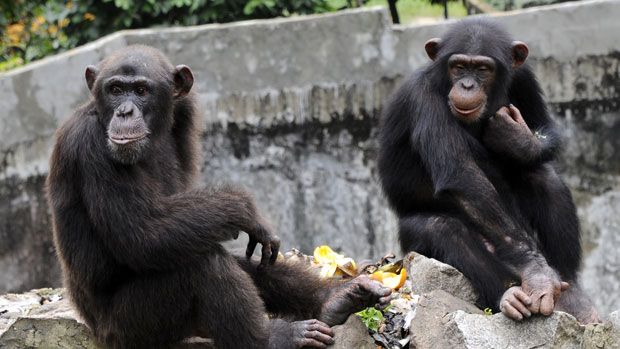 Stone-throwing could mean chimps believe in a god | The Week