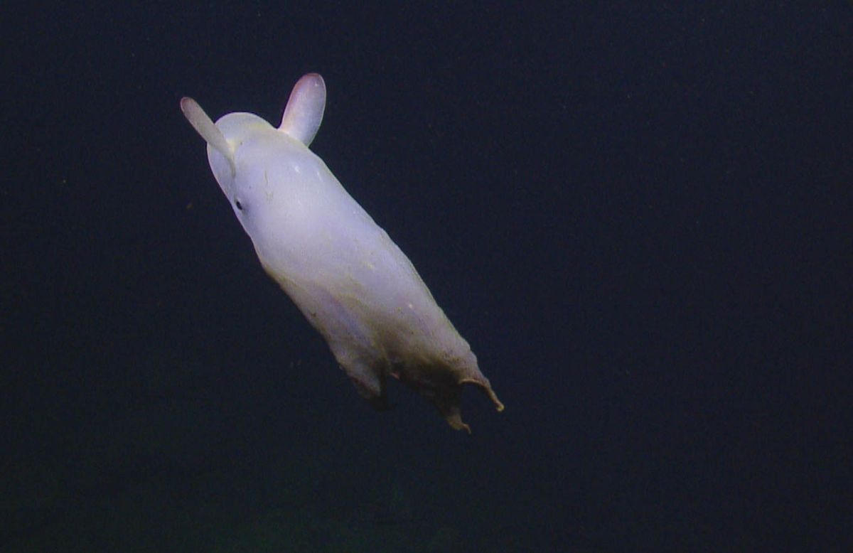 Photos: Ghostly dumbo octopus dances in the deep sea | Live Science