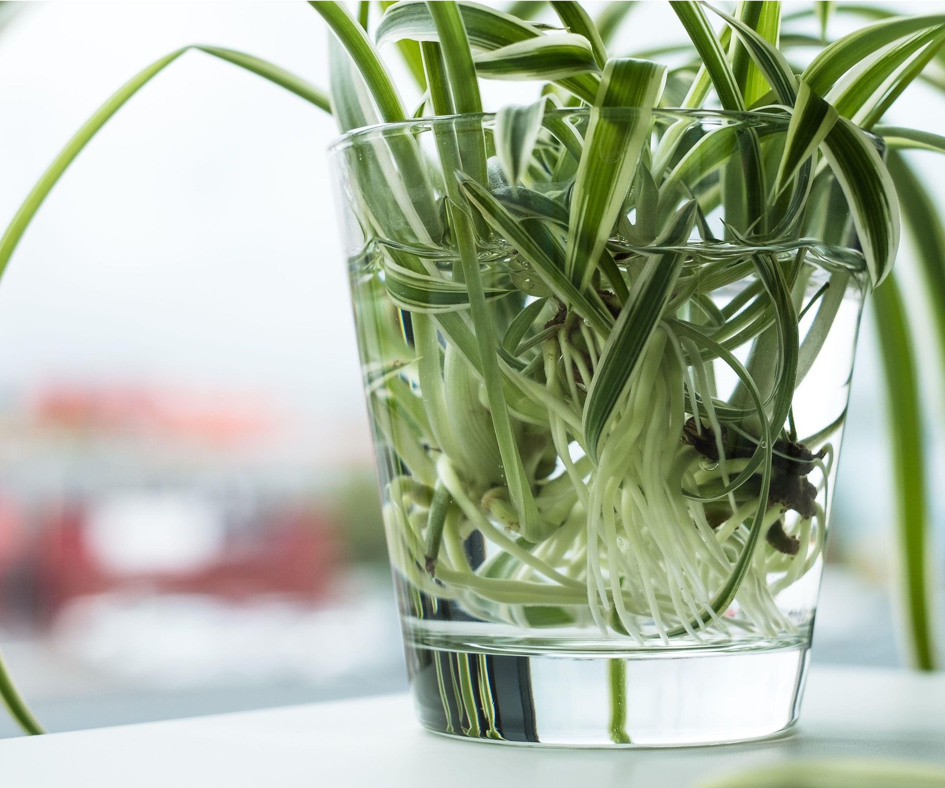 Can you grow spider plants in water? Experts reveal all | Homes and Gardens