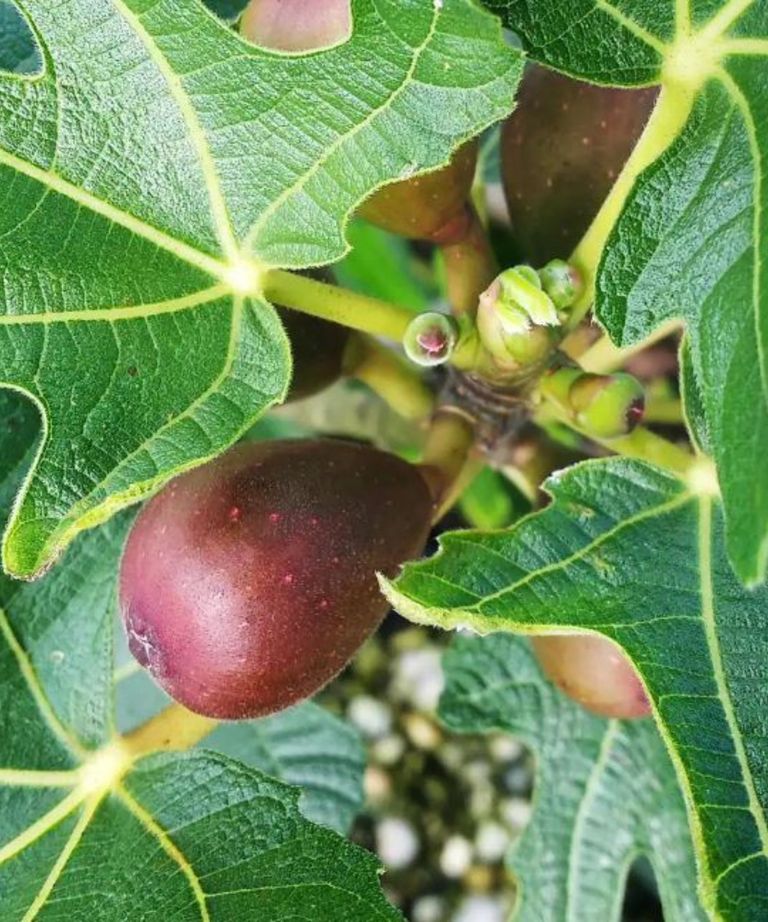 The best fig trees: to grow indoors and out | Homes and Gardens