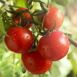 Tips & Information about Vegetables | Gardening Know How