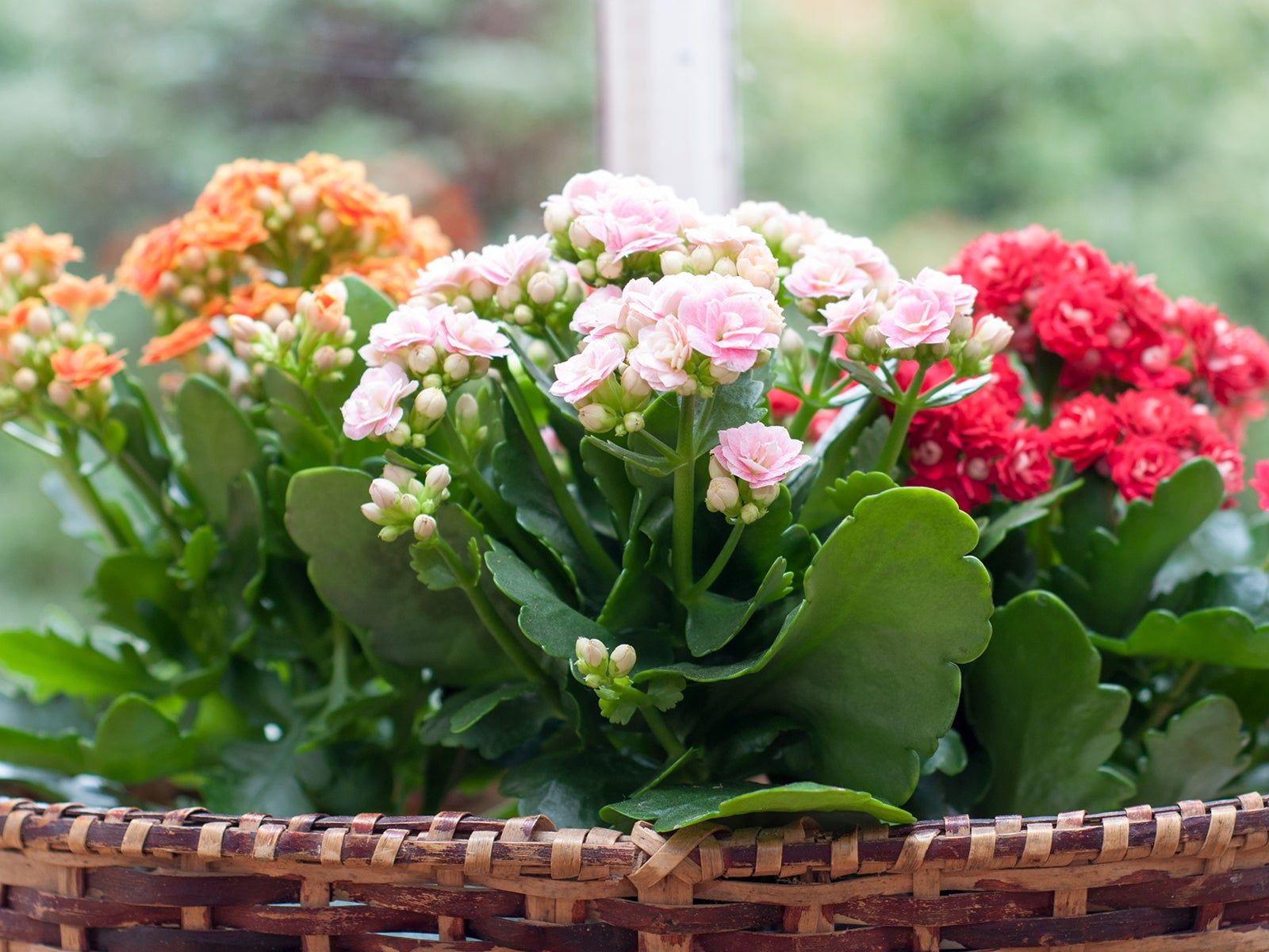 10 Best Plants To Gift At Thanksgiving | Gardening Know How