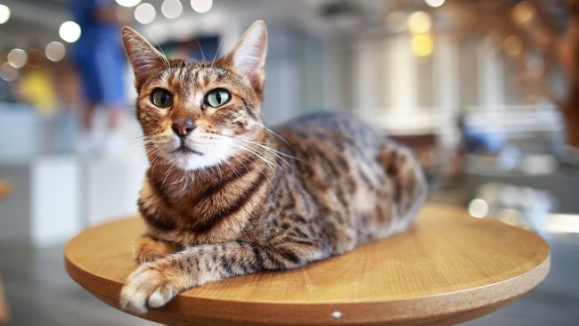 32 high energy cat breeds that will want to play with you | PetsRadar