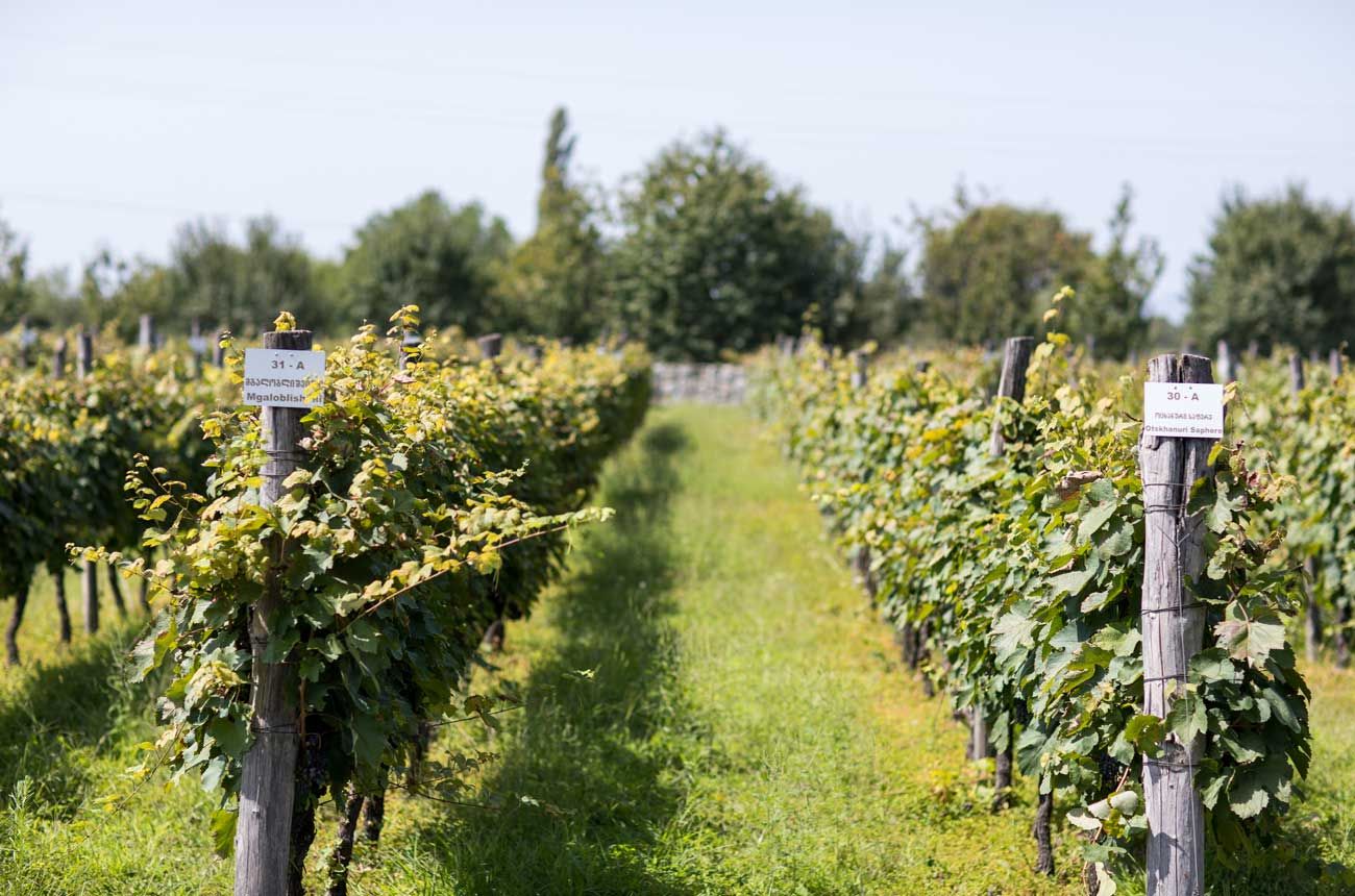 Georgia's indigenous grapes: reviving hidden treasures | Decanter