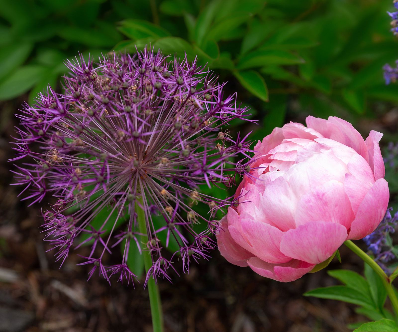Try These Peony Companion Plants For Style In Beds & Borders ...