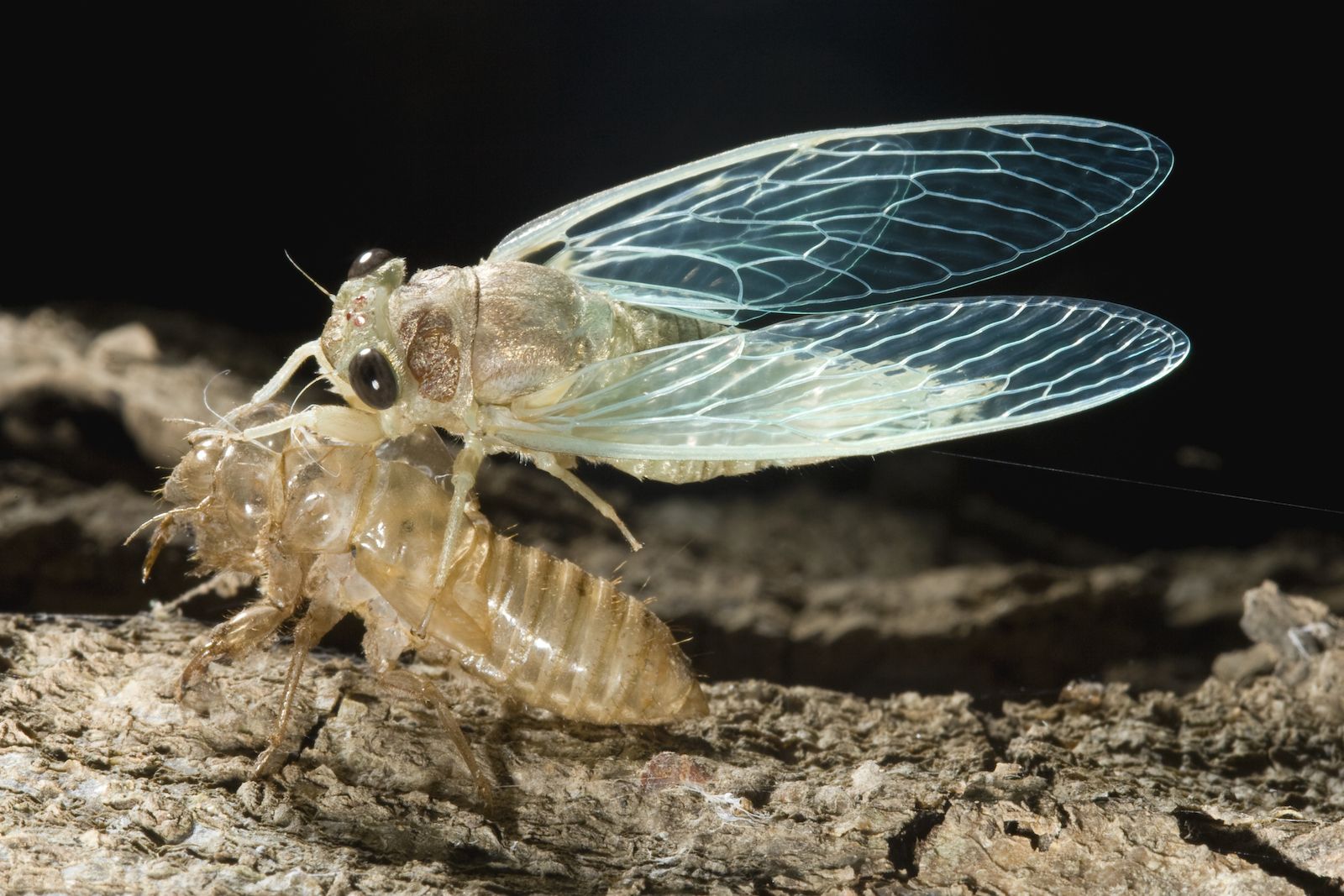 Brood X cicadas protect themselves with math. Zombie fungus doesn't ...