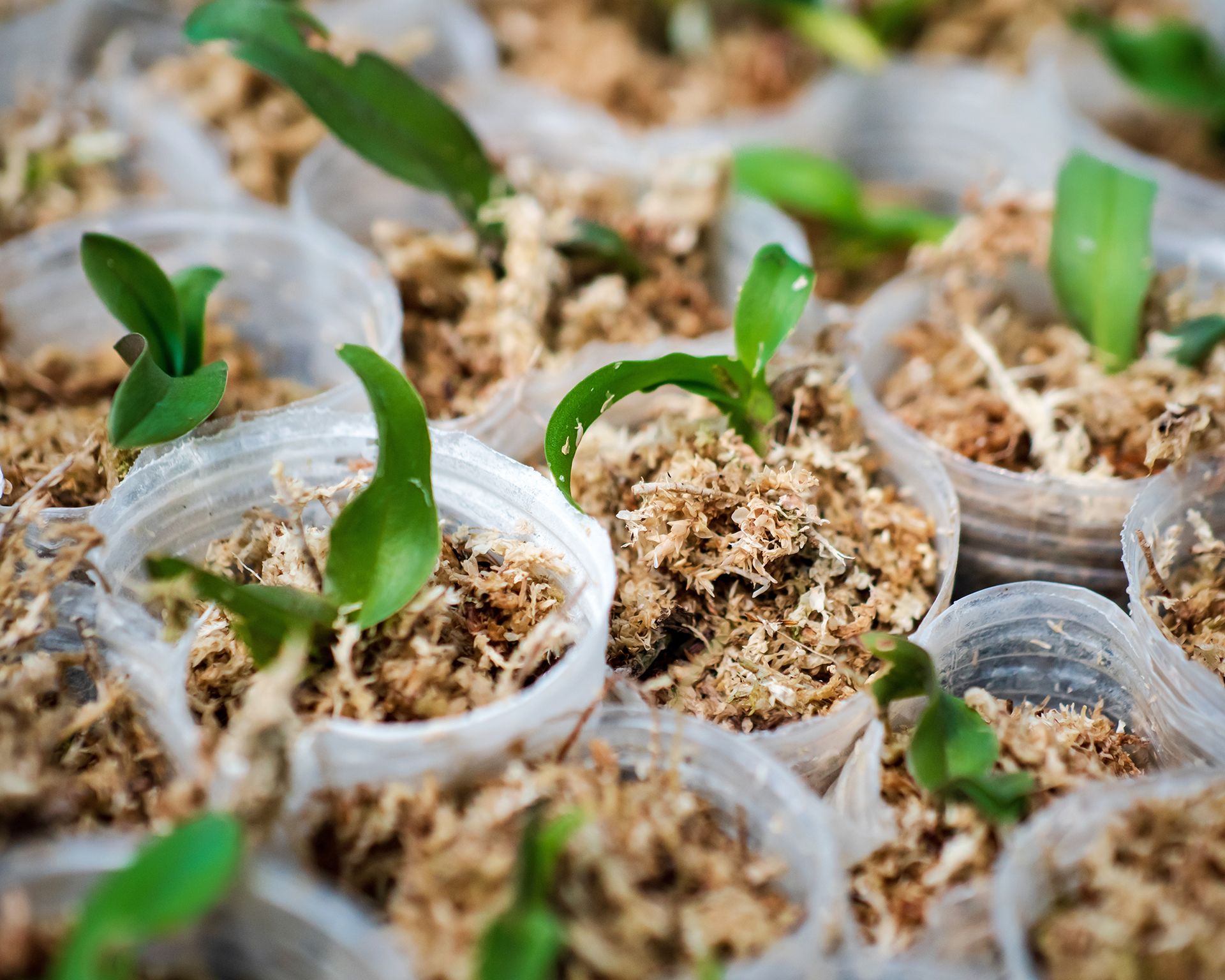 How To Propagate Orchids: 4 Methods To Grow Your Collection | Gardening ...