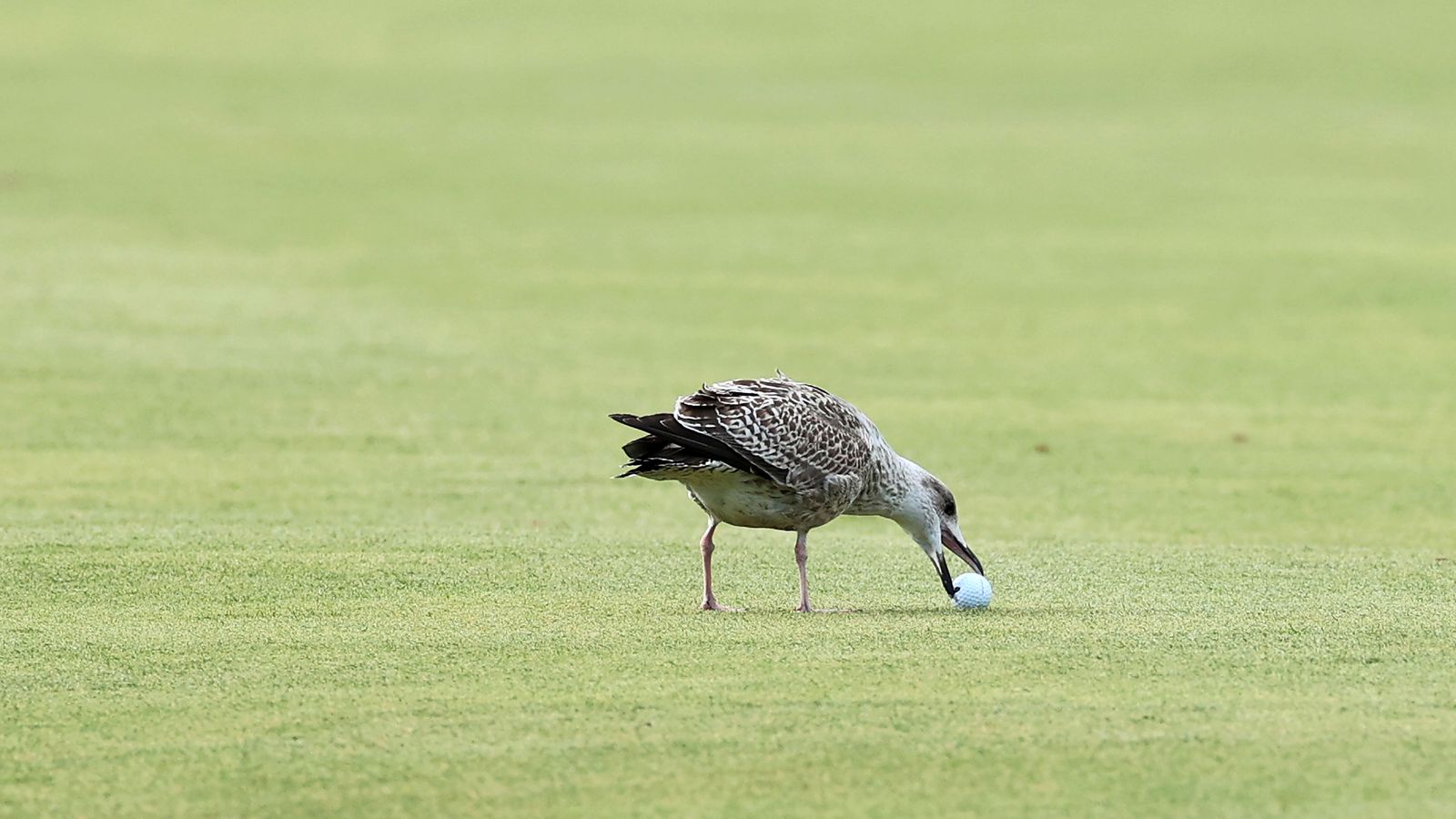 A Bird Picked Up My Golf Ball… What Should I Have Done? | Golf Monthly