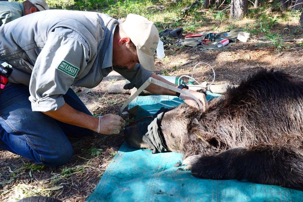 Yellowstone's Grizzly Bear Trapping Photos | Live Science