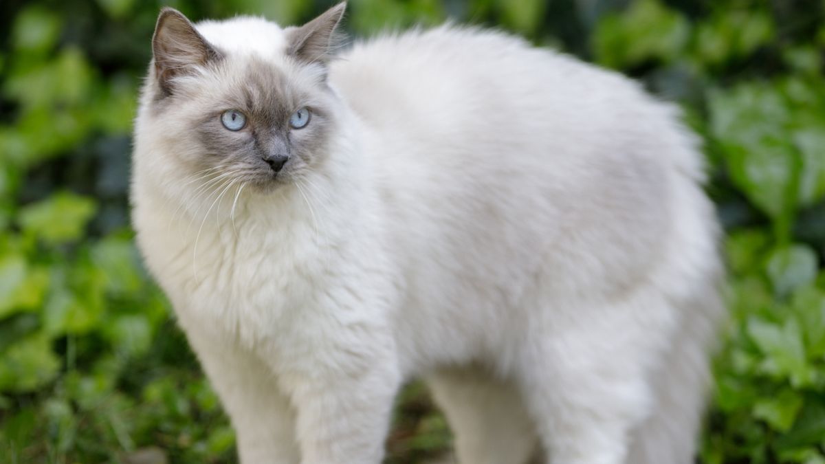 32 fun facts about ragdoll cats | PetsRadar