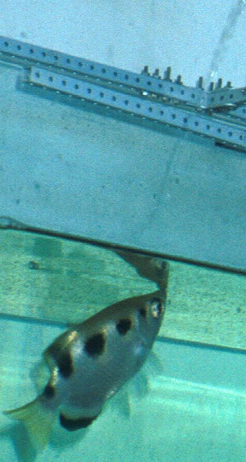 Fish Shoot Prey with Precise Water Guns | Live Science