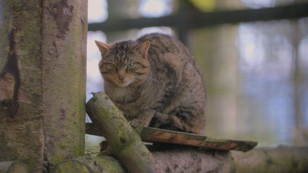 Secret Scotland with Susan Calman – Channel 5 | What to Watch