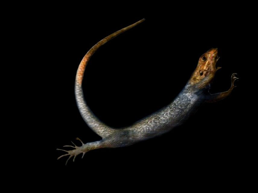 Image Gallery: Acrobatic Tricks of Lizards & Robots | Live Science