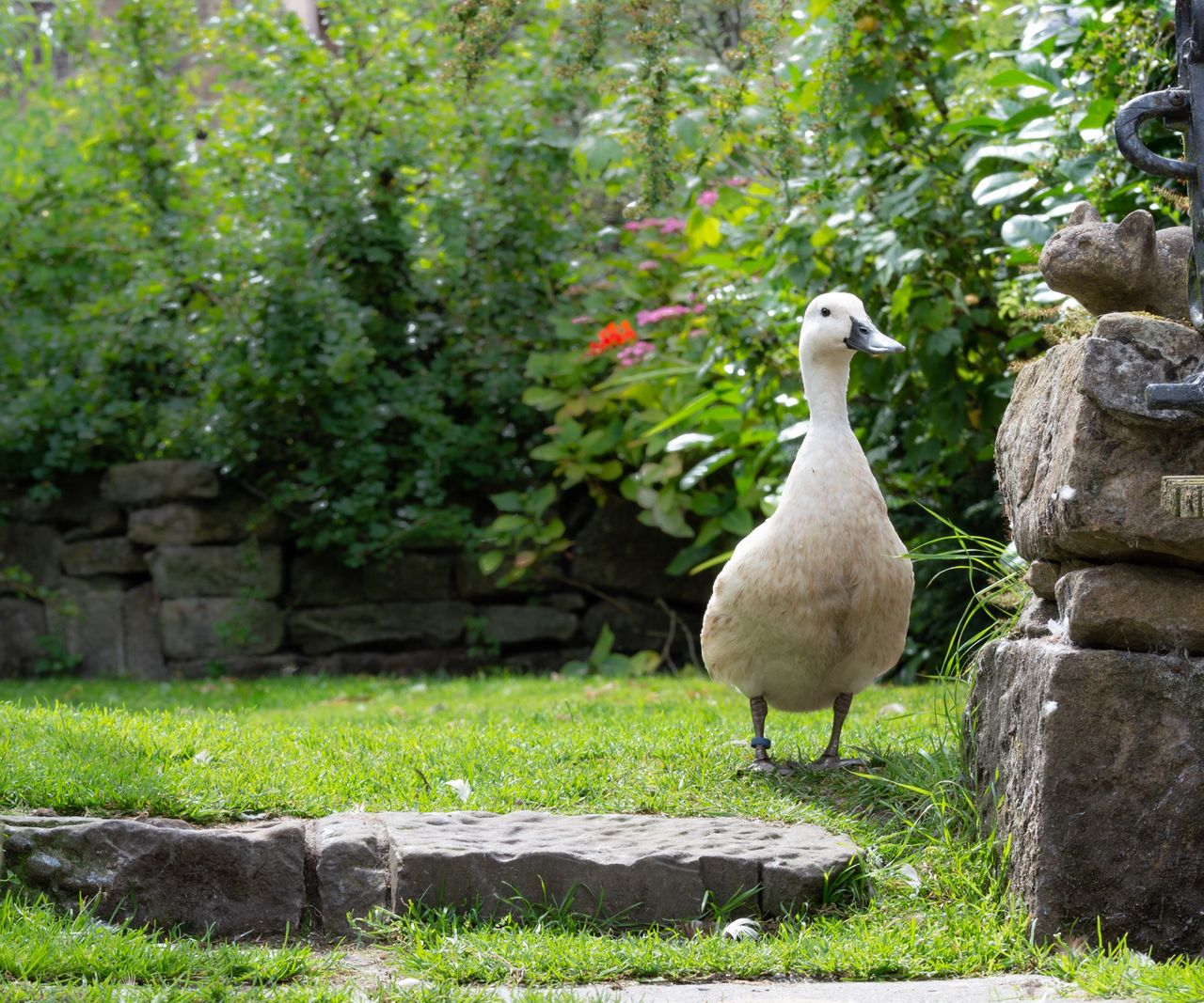 How to keep ducks, and why you should to control slugs | Homes and Gardens