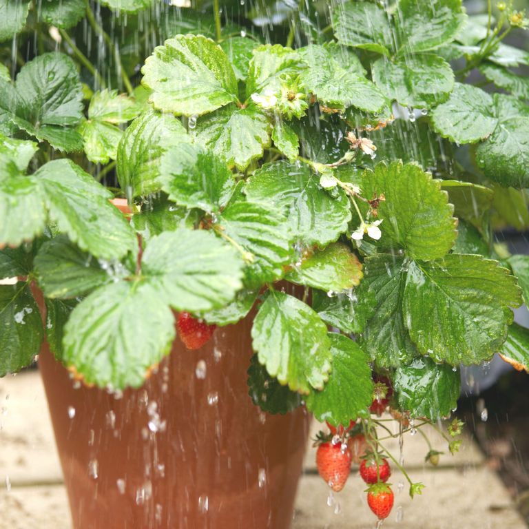 How to grow strawberries in pots – a guide to help you grow your own | Ideal Home