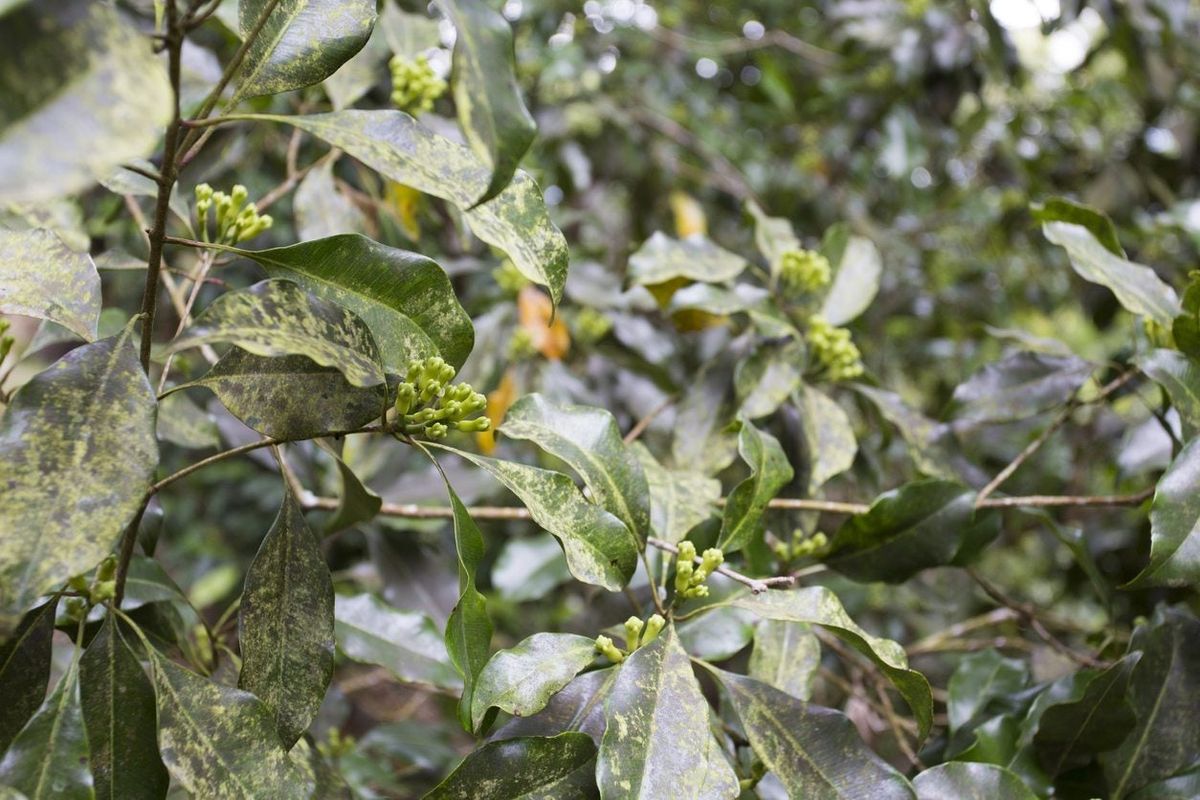 Clove Tree Problems: Recognizing Common Problems Growing Cloves ...