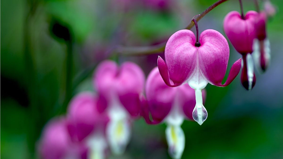 How to divide bleeding heart: Expert propagation advice | Homes and Gardens