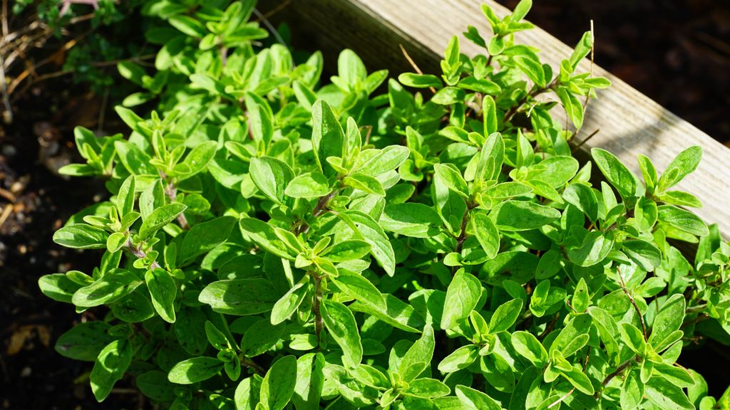 7 best pest-resistant plants for a bug free yard | Tom's Guide