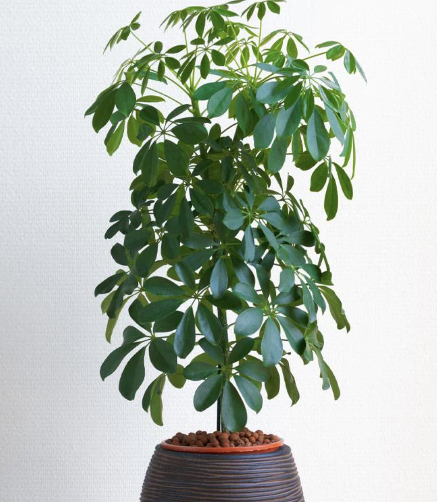 These low maintenance indoor trees mean anyone can have one | Livingetc