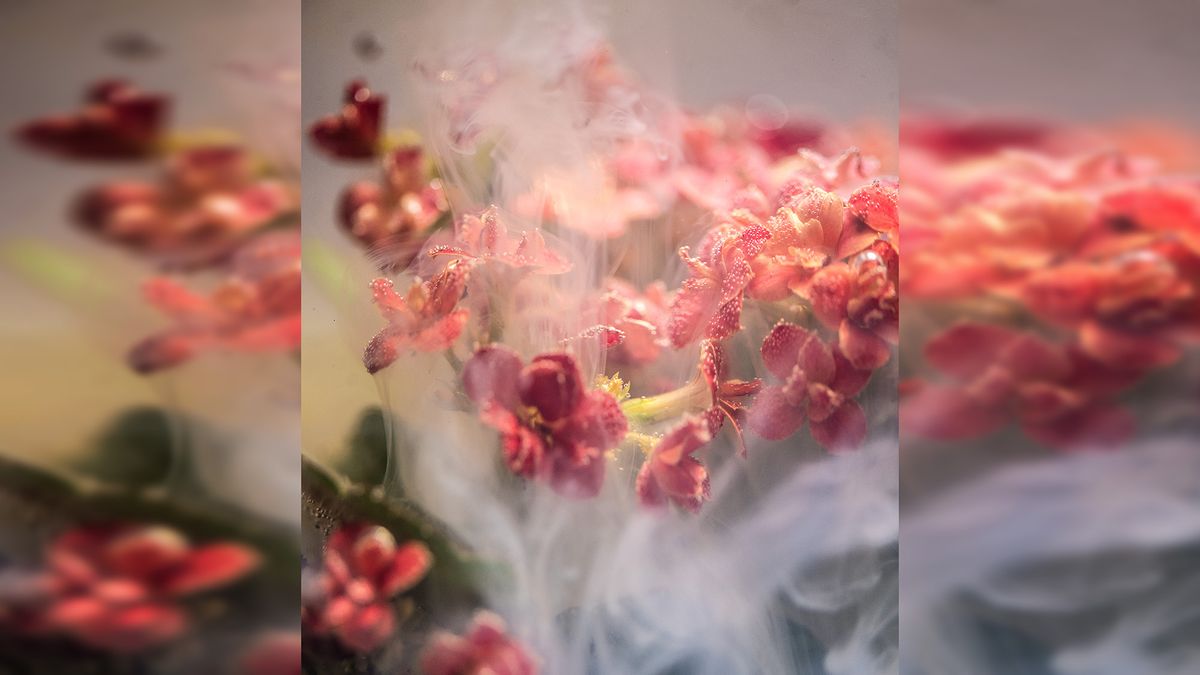 I photographed flowers in a fish tank and added milk to create a smoke ...