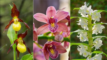 Easiest orchids to grow: 5 varieties you can't kill | Homes and Gardens