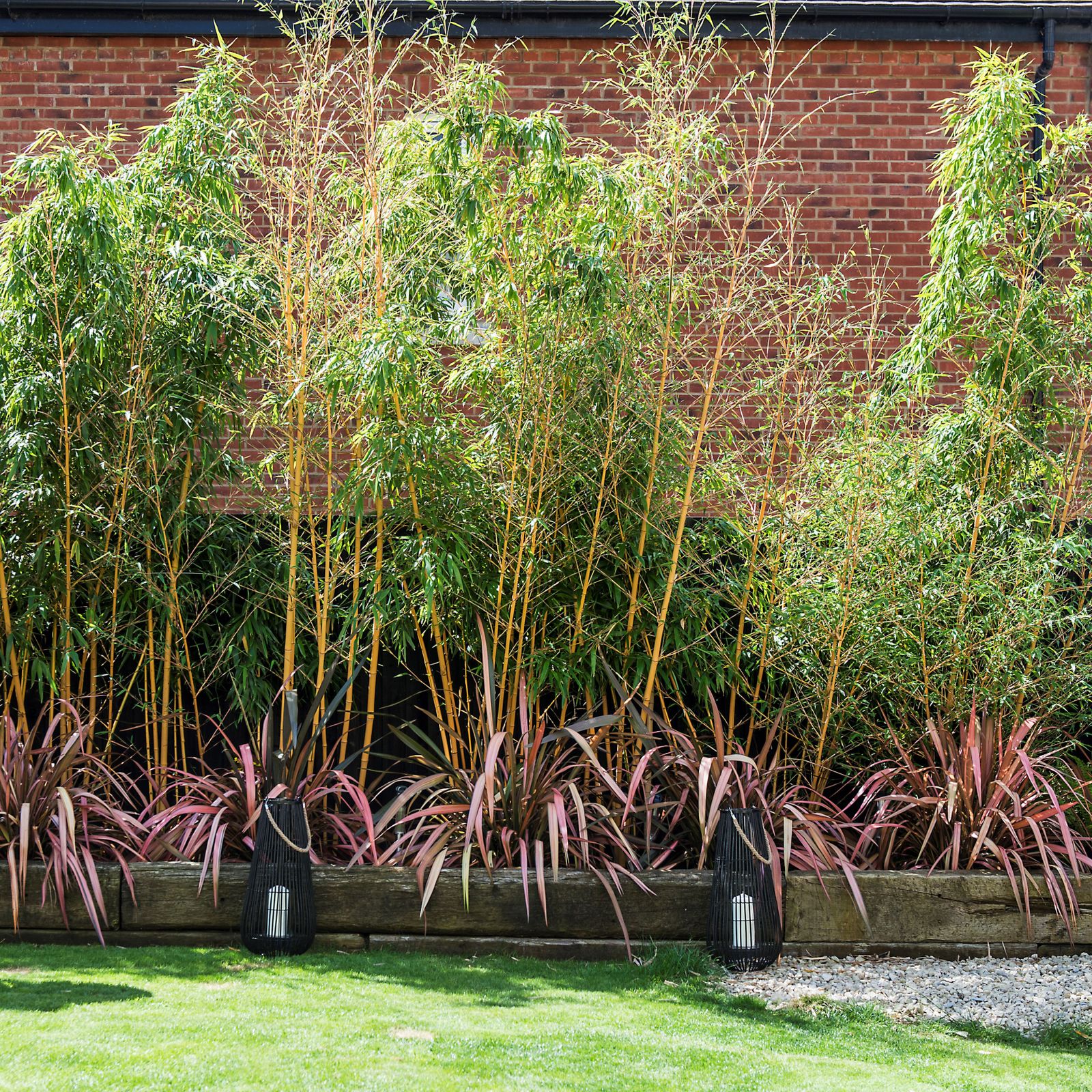Why is my bamboo turning yellow? 6 common reasons | Ideal Home