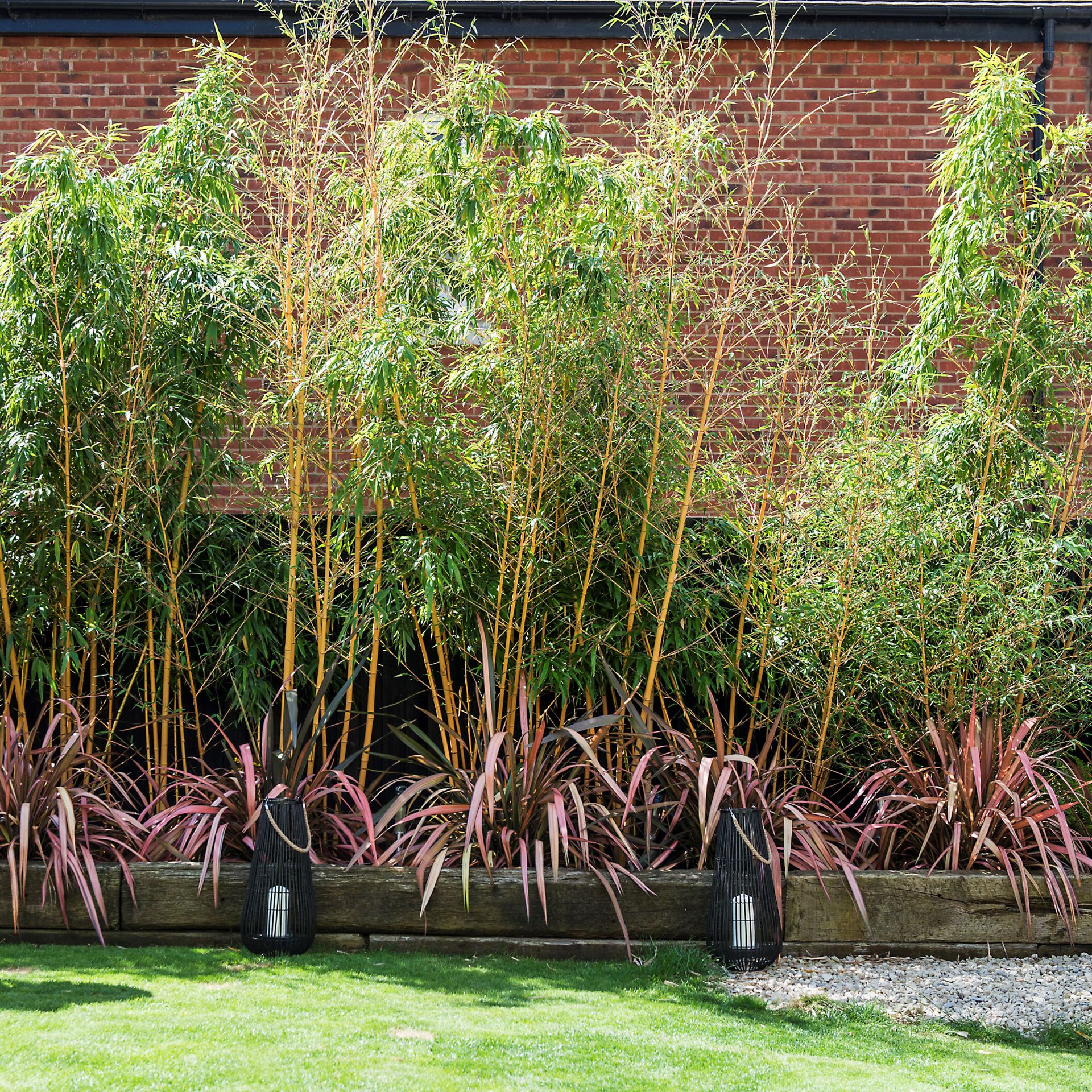 Why is my bamboo turning yellow? 6 common reasons | Ideal Home