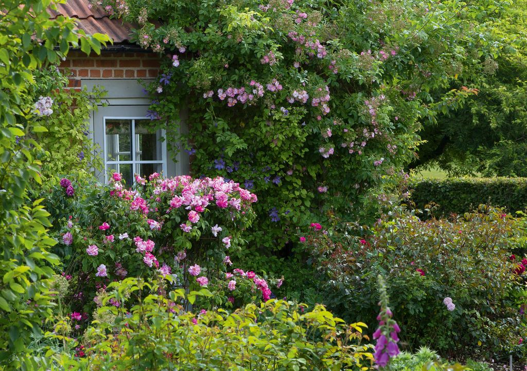 How to plant roses: plus tips and advice on growing roses | Homes and ...