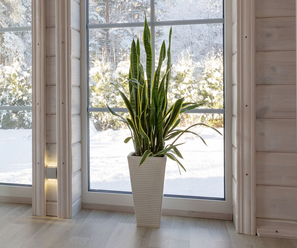 How to prune a snake plant - expert tips for simple cuts | Homes and ...