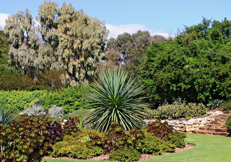 Tips & Information about Xeriscape Gardens | Gardening Know How