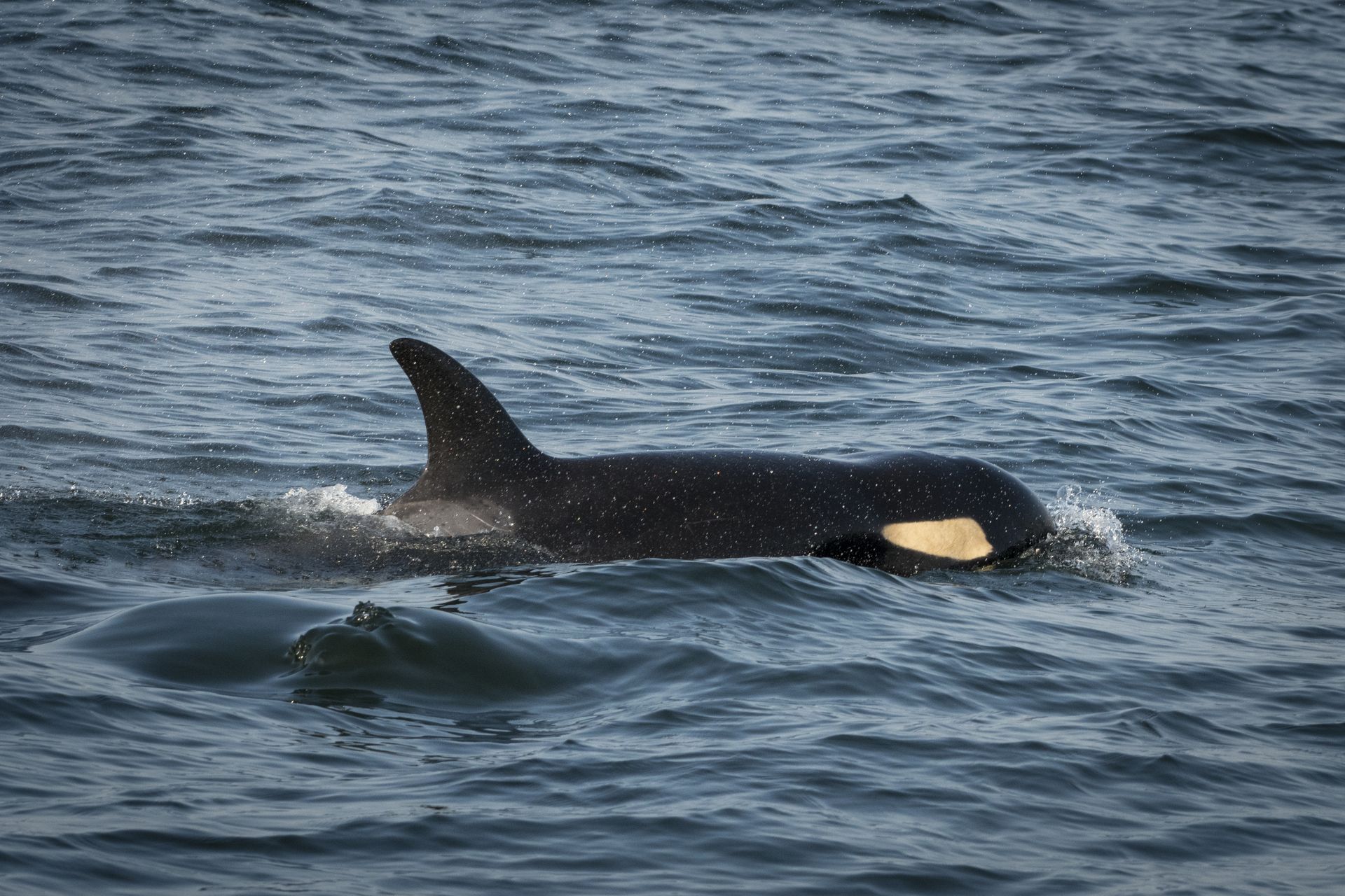Scientists Are Trying Desperately to Save a Starving Orca. Will Their ...