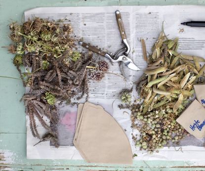 How to get free seeds: 7 budget-friendly ideas | Homes and Gardens