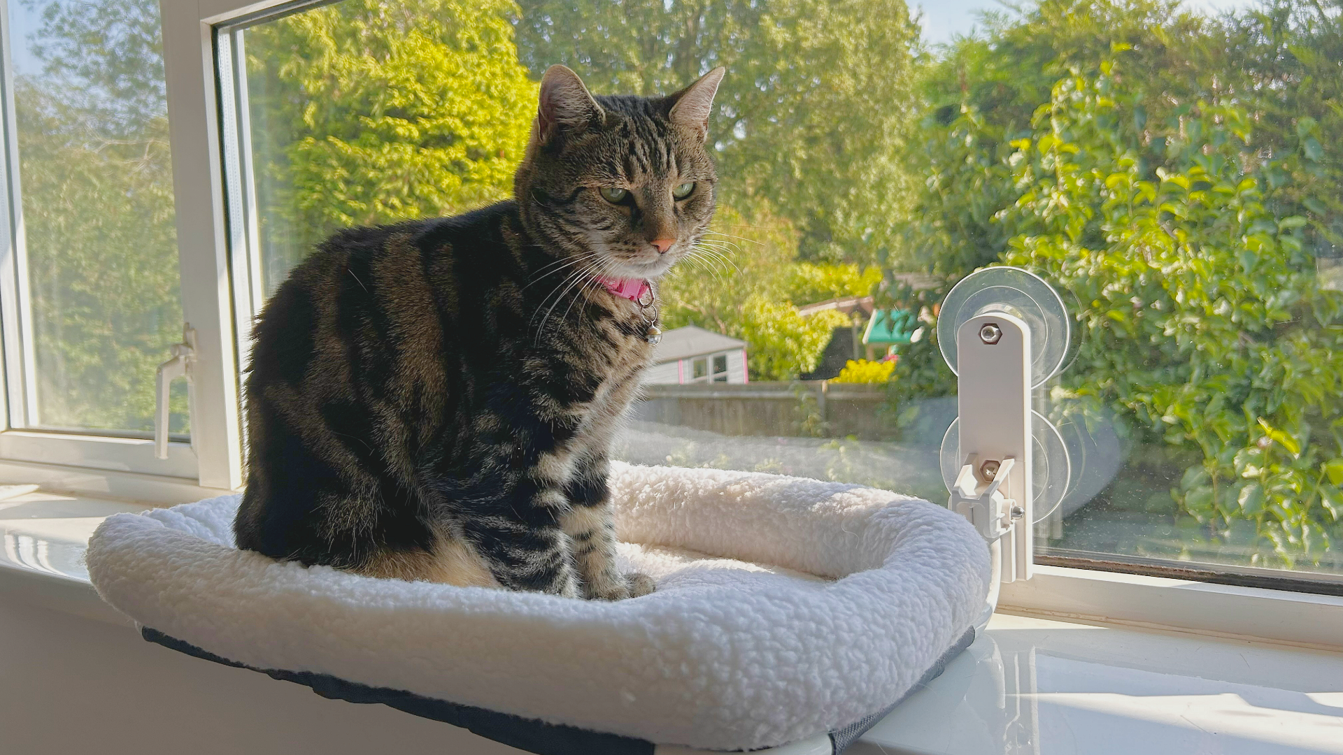 This is my favorite cat product of all time and it’s only $30 on Amazon ...
