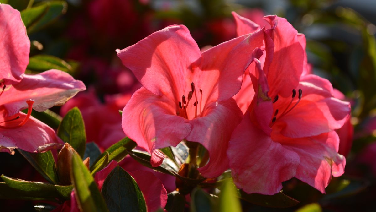 Fashion Azaleas: Your Complete Guide | Gardening Know How