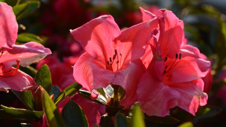 Fashion Azaleas: Your Complete Guide | Gardening Know How