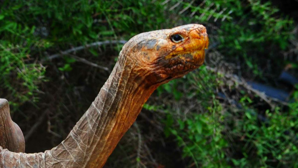 'Very sexually active' tortoise saves species from extinction | The Week