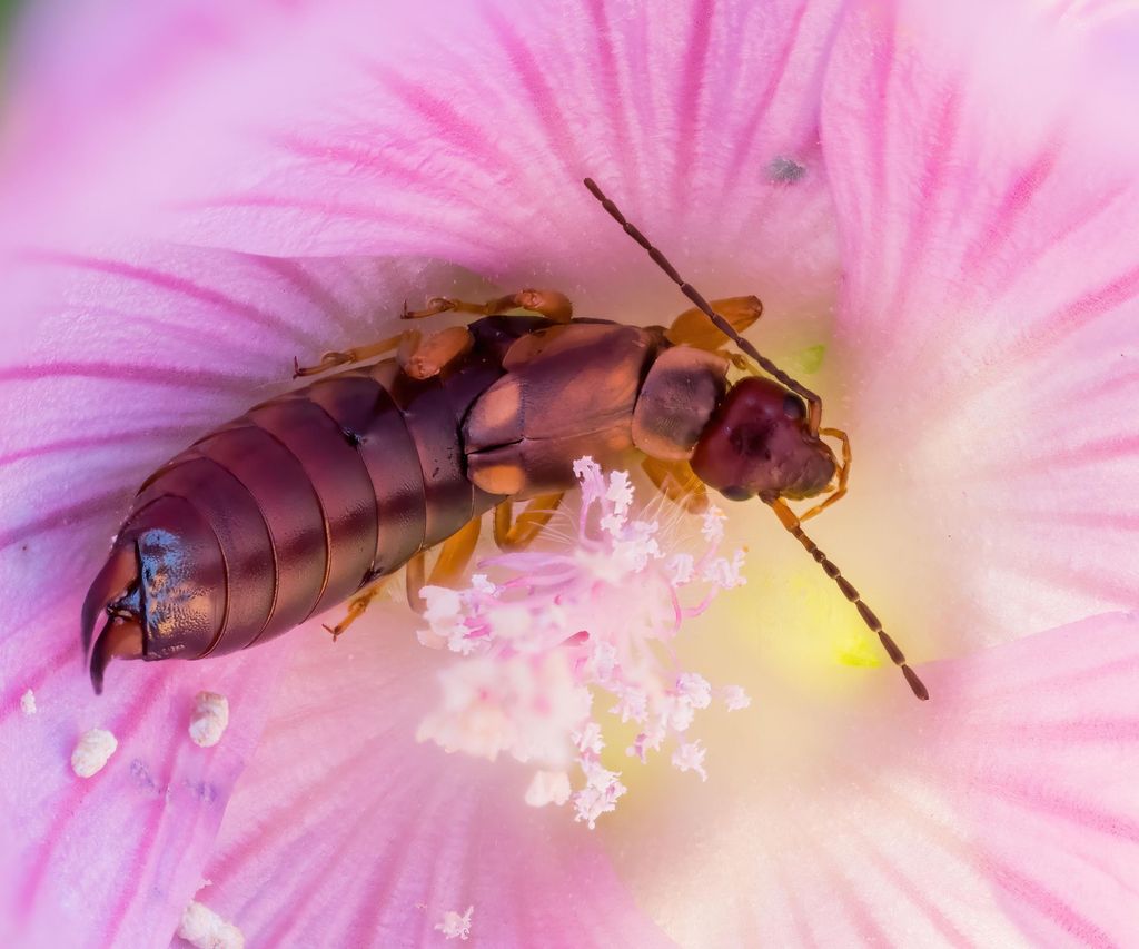 How to stop earwigs from coming into the house: 6 deterrents | Homes ...