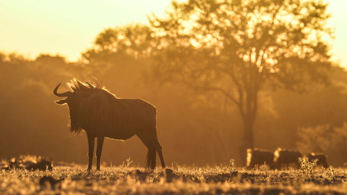 Beginners guide to wildlife photography | Live Science