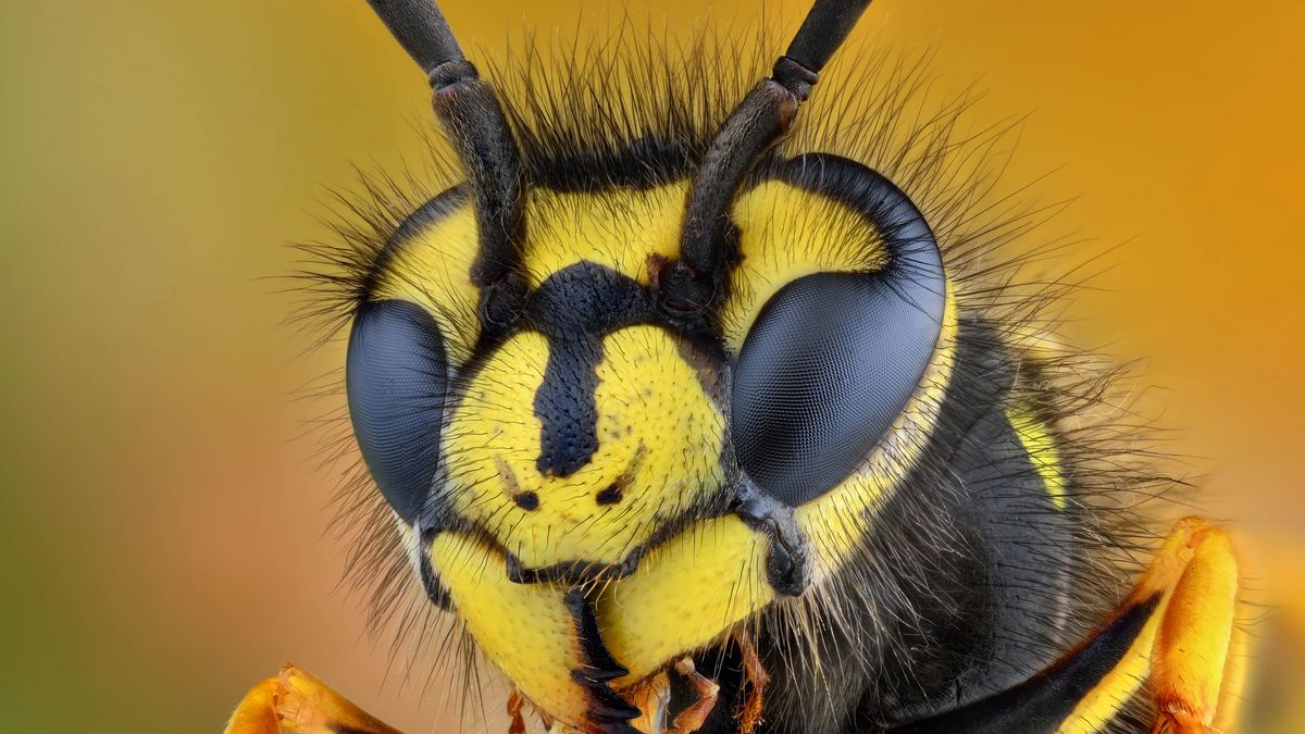Which colors repel wasps? Here's what the experts say | Tom's Guide