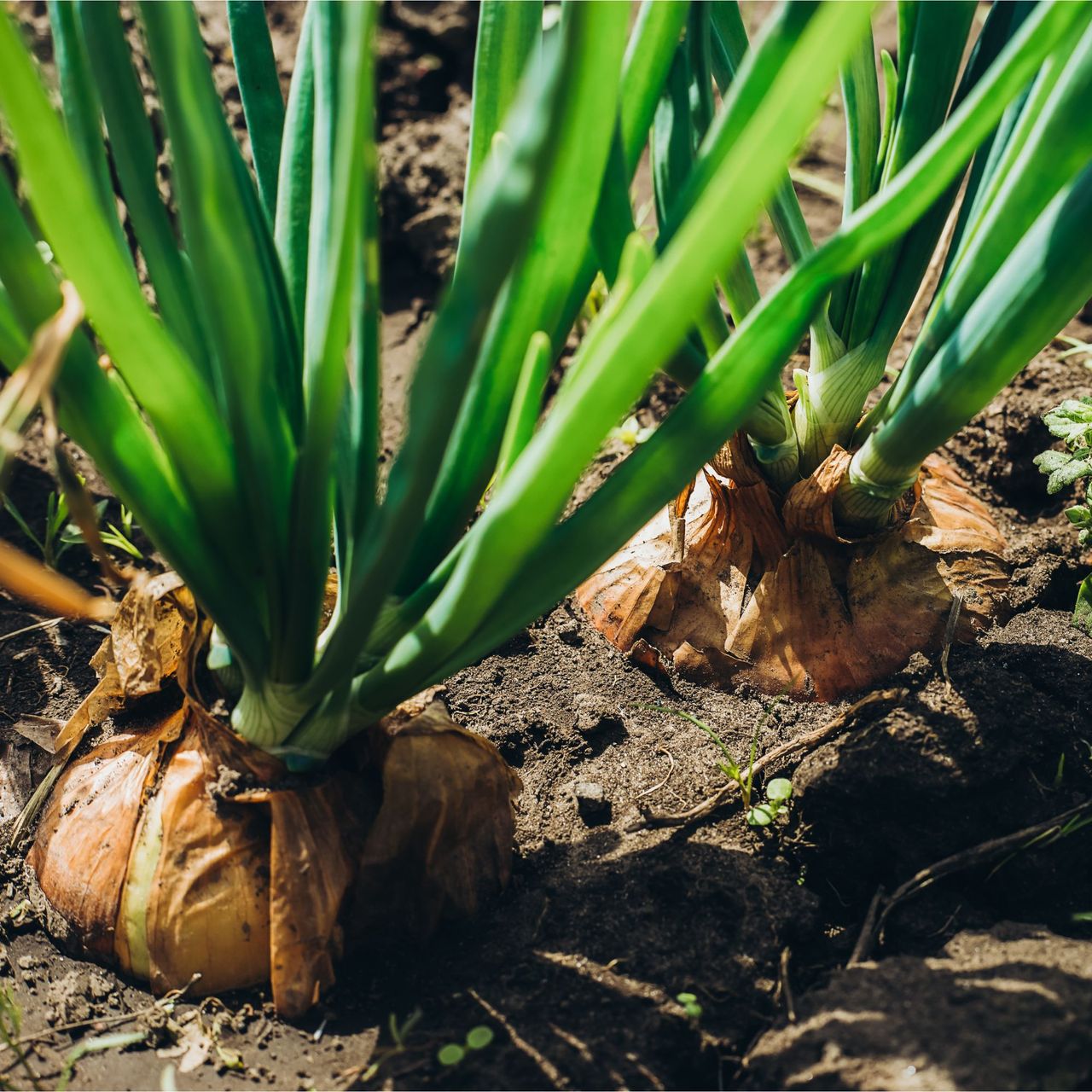How to grow onions from onion sets like a genuine pro | Ideal Home