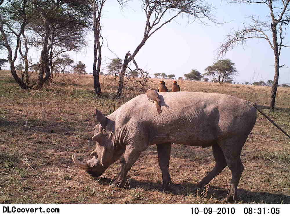 Facts About Warthogs | Live Science