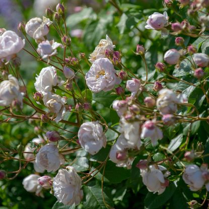 This is where to buy David Beckham's shrub rose of choice | Ideal Home
