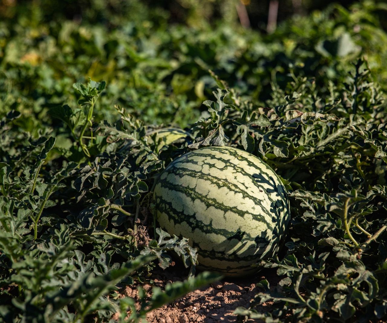 How to pick watermelon: and how to know when they're ready | Homes and ...