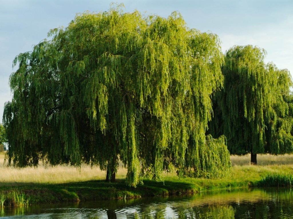 Willow Tree Care - Tips For Planting Willow Trees In The Landscape ...