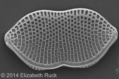The Diversity of Diatoms | Live Science