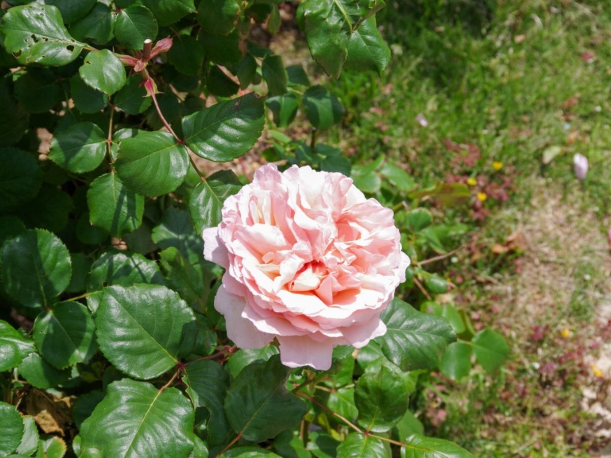 Planting Roses: How To Plant Roses For The Beginning Gardener ...