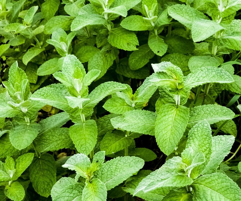 Best mint varieties to grow for unusual and aromatic herbs | Homes and ...